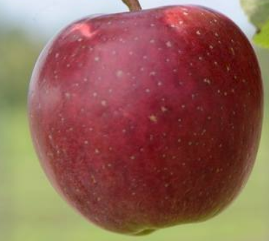 Frisches Obst & Gemüse