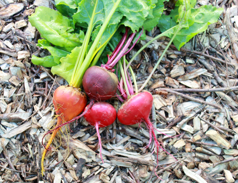 Frisches Obst & Gemüse