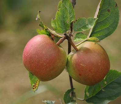Frisches Obst & Gemüse